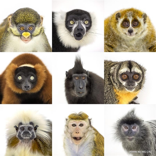 A look at Chimelong Safari Park in South China - Global Times