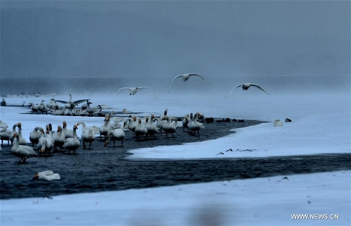 Swans live through winter in E China's Rongcheng - Global Times