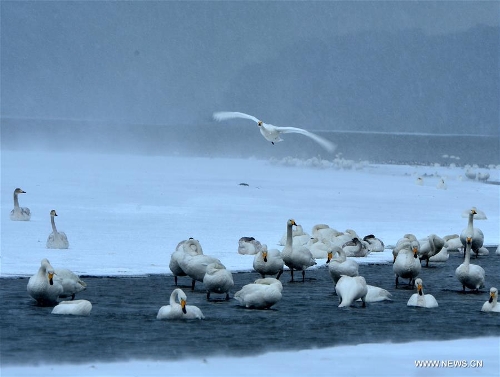 Swans live through winter in E China's Rongcheng - Global Times