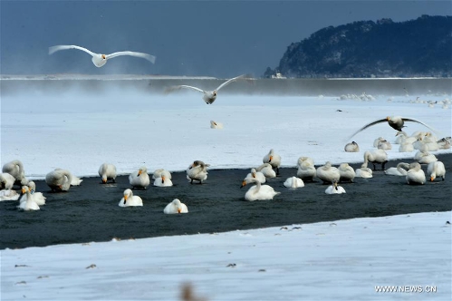 Swans live through winter in E China's Rongcheng - Global Times