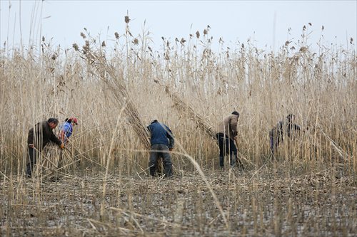 The hard lives of the Chongming Island reed reapers - Global Times