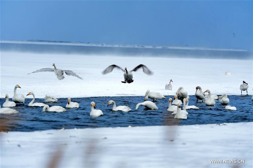 Swans live through winter in E China's Rongcheng - Global Times