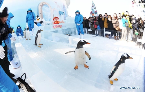 Penguins perform on ice arena in N China - Global Times