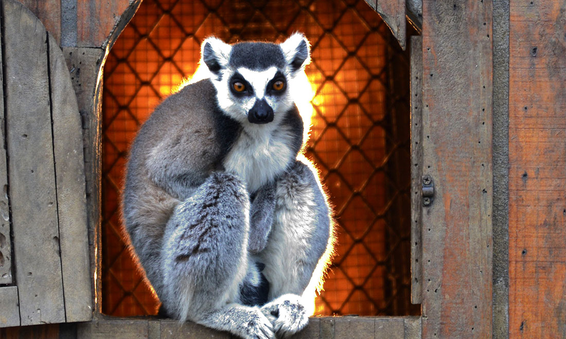 Animal tips: How to stay warm - Global Times