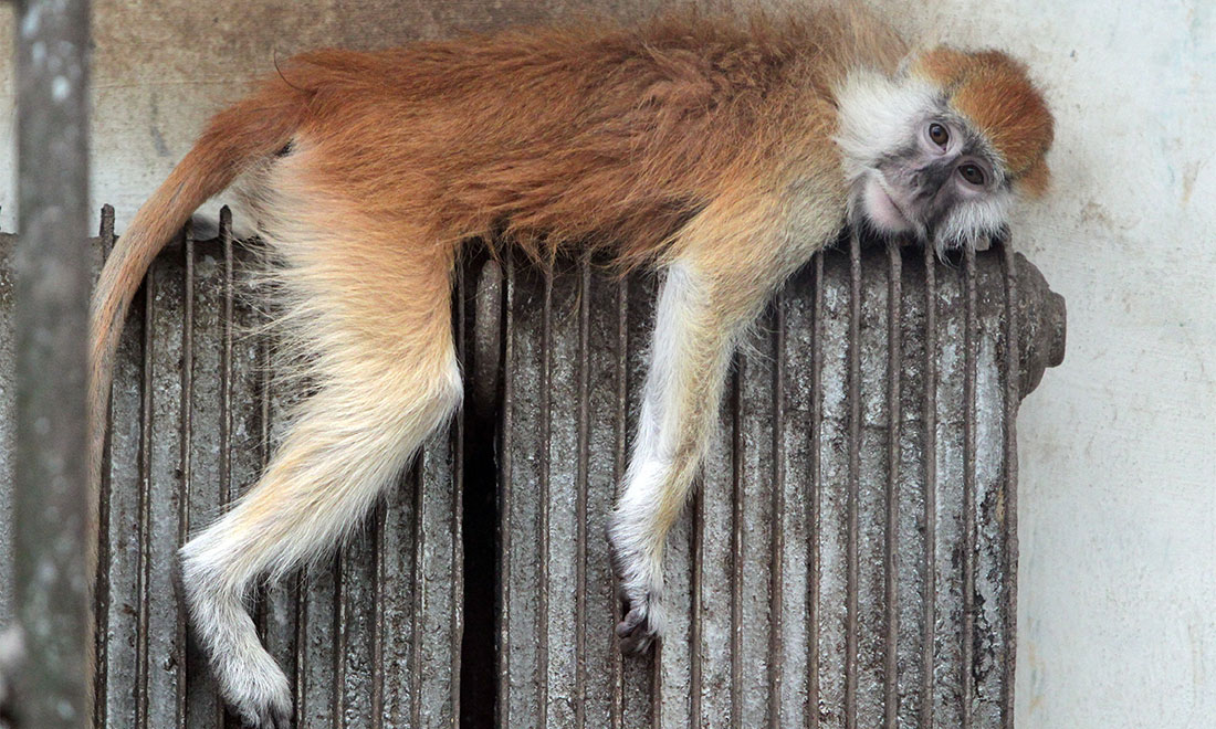 Animal tips: How to stay warm - Global Times