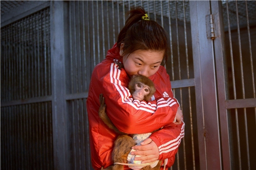 Monkeys trained for their special year - Global Times