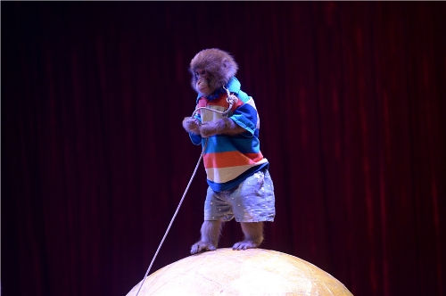 Monkeys trained for their special year - Global Times
