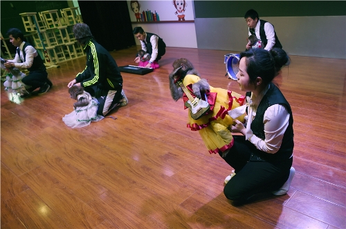 Monkeys trained for their special year - Global Times