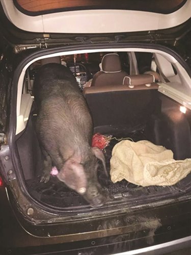 Employees receive live pigs as New Year's bonus - Global Times