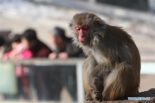 Macaques celebrate Chinese Lunar New Year - Global Times