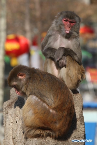 Macaques celebrate Chinese Lunar New Year - Global Times