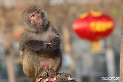 Macaques celebrate Chinese Lunar New Year - Global Times