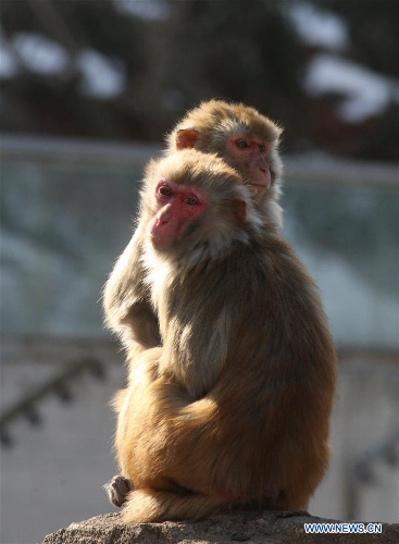 Macaques celebrate Chinese Lunar New Year - Global Times