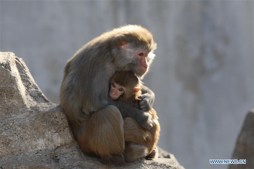 Macaques celebrate Chinese Lunar New Year - Global Times