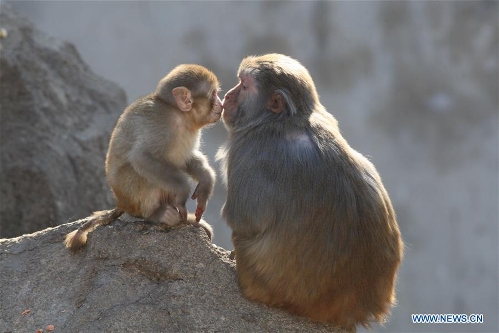 Macaques celebrate Chinese Lunar New Year - Global Times