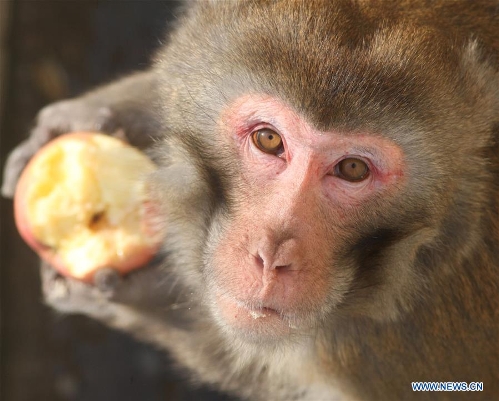 Macaques celebrate Chinese Lunar New Year - Global Times
