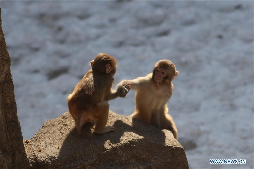 Macaques celebrate Chinese Lunar New Year - Global Times