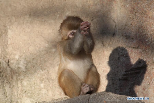Macaques celebrate Chinese Lunar New Year - Global Times
