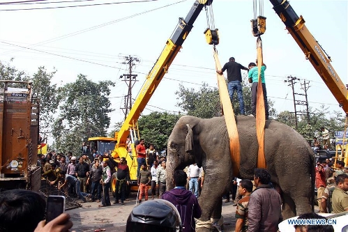 Elephant on rampage in India's West Bengal smashes structures, cars ...
