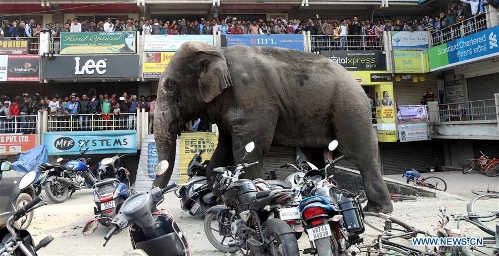 Elephant on rampage in India's West Bengal smashes structures, cars ...