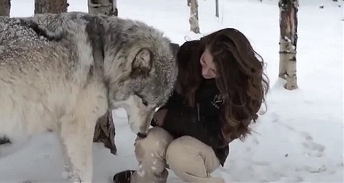 Sealed with WOLF kisses - Global Times