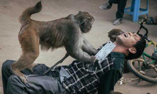 A tragicomic journey with monkeys - Global Times