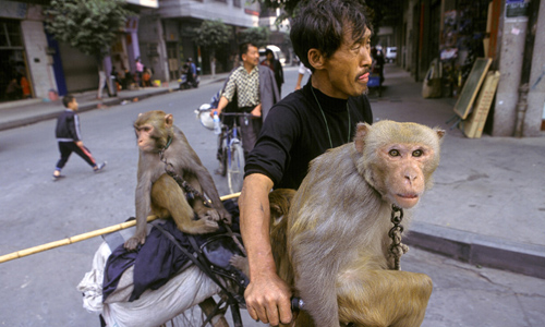 A tragicomic journey with monkeys - Global Times