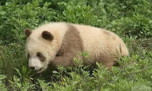 Unique brown panda survives winter - Global Times