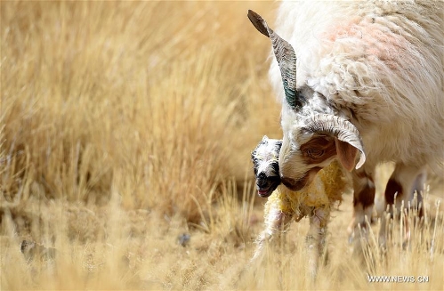 Spring a season for lamb births - Global Times