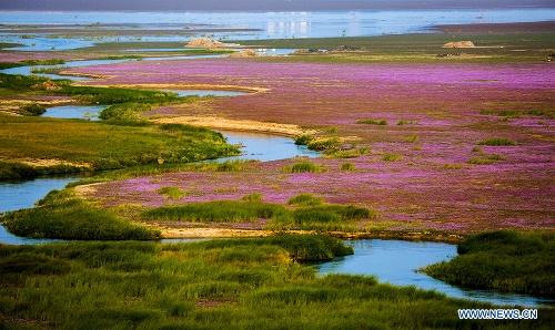 Scenery of Poyang Lake, E China's Jiangxi - Global Times