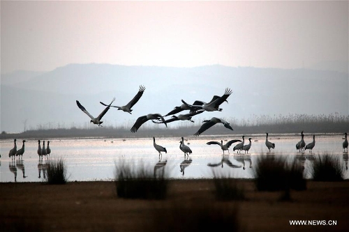 Migratory birds begin to fly northbound after wintering in SW China ...