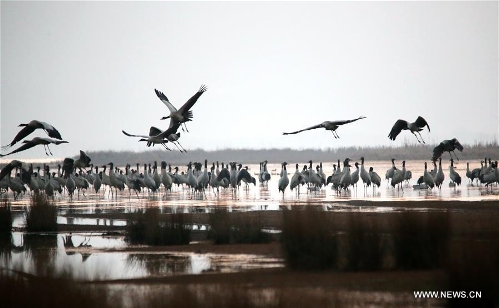 Migratory birds begin to fly northbound after wintering in SW China ...