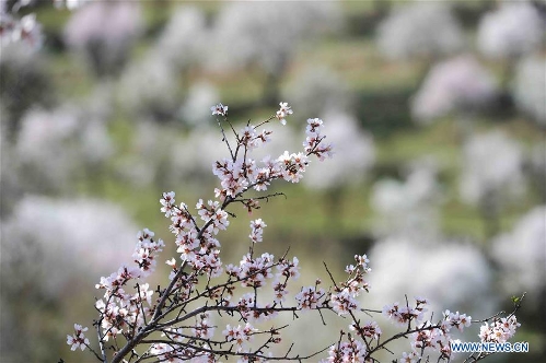 People in Uzbekistan greet beginning of spring - Global Times