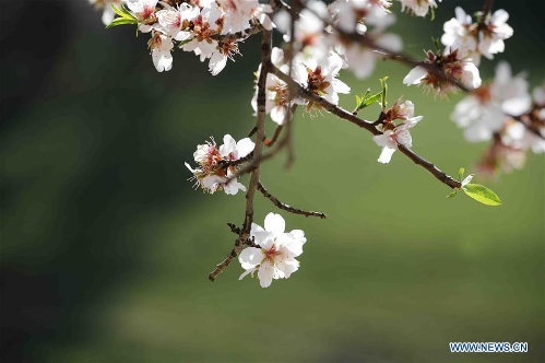 People in Uzbekistan greet beginning of spring - Global Times