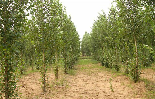 Inner Mongolia Trees Inner Mongolia Releases 10 Autumn Travel Routes