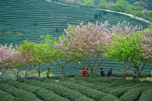 Scenery of blooming cherry and tea garden in Fujian - Global Times