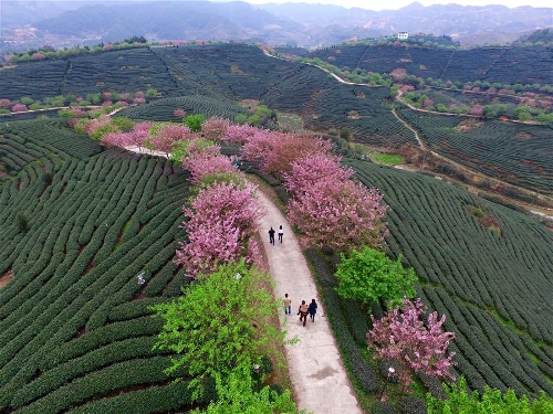Scenery of blooming cherry and tea garden in Fujian - Global Times