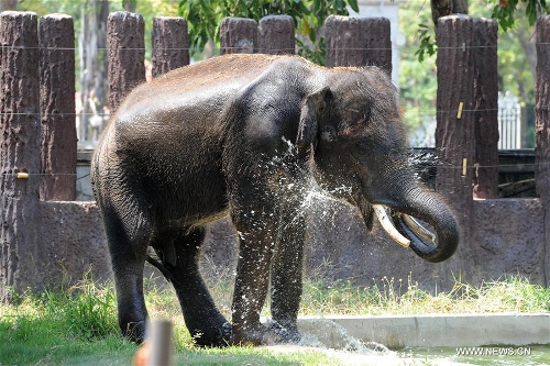 Animals cooling off on a hot day - Global Times