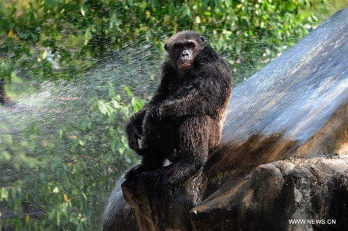 Animals cooling off on a hot day - Global Times