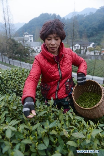 Workers pick up tea leaves in Meijiawu Village of Hangzhou - Global Times