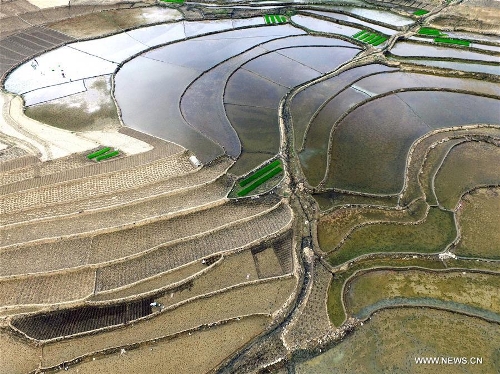 Spring ploughing fields in Bose City, S China's Guangxi - Global Times