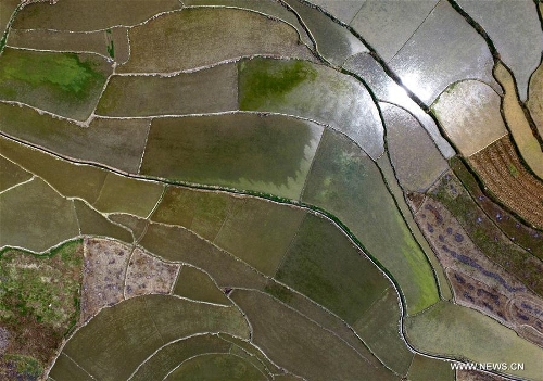 Spring ploughing fields in Bose City, S China's Guangxi - Global Times