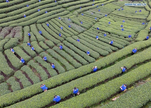 S China's tea farmers receive harvest season - Global Times