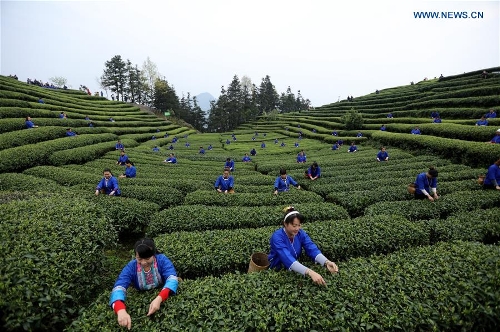 S China's tea farmers receive harvest season - Global Times