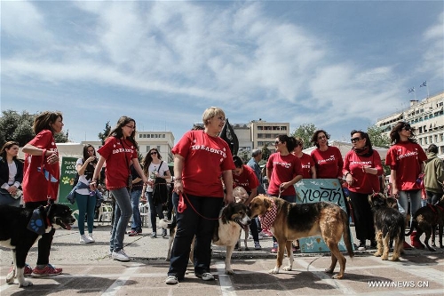 Stray dog adoption event held in Greece - Global Times