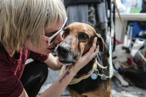 Stray dog adoption event held in Greece - Global Times