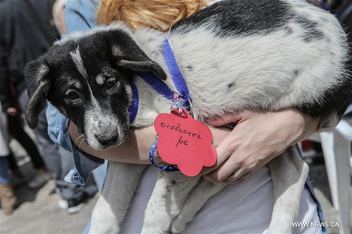 Stray dog adoption event held in Greece - Global Times