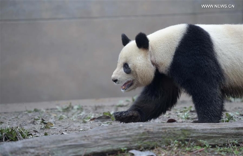 China's captive giant pandas enter mating season - Global Times