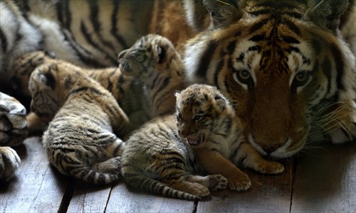 Tiger mom - Global Times