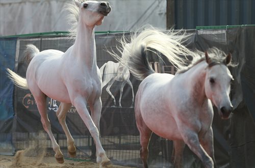Horses rehearse for upcoming 'Cavalia' debut in Beijing - Global Times
